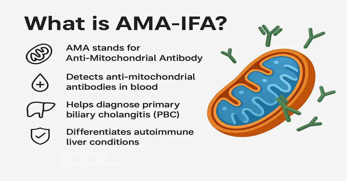 AMA-IFA Test – Purpose, Normal Range, and Positive or Negative Result ...