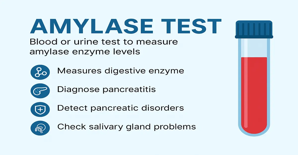 Amylase Test – Purpose, Normal Range, and High or Low Levels Explained