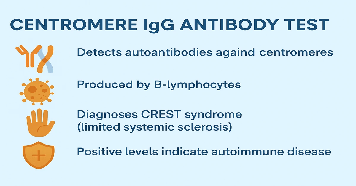 Centromere IgG Antibody Test – Purpose, Procedure, and Results Explained